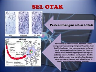 Presentation otak | PPT