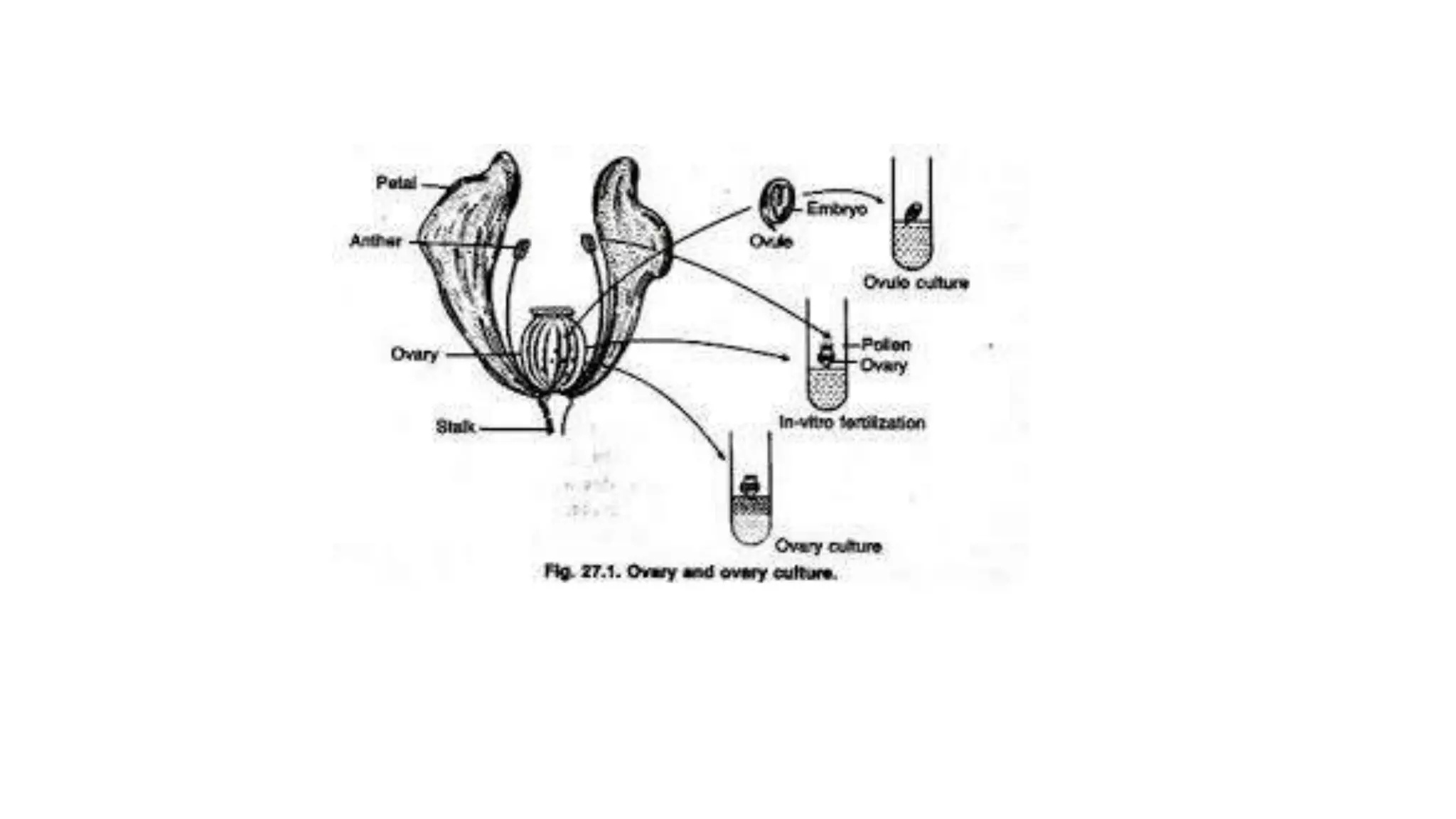 Presentation ovary and ovule culture | PPTX