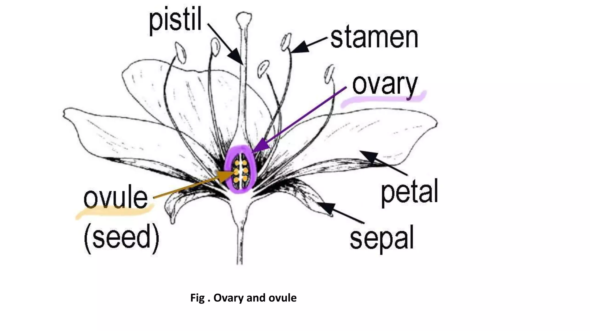 Presentation ovary and ovule culture | PPTX