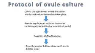 Presentation ovary and ovule culture | PPTX