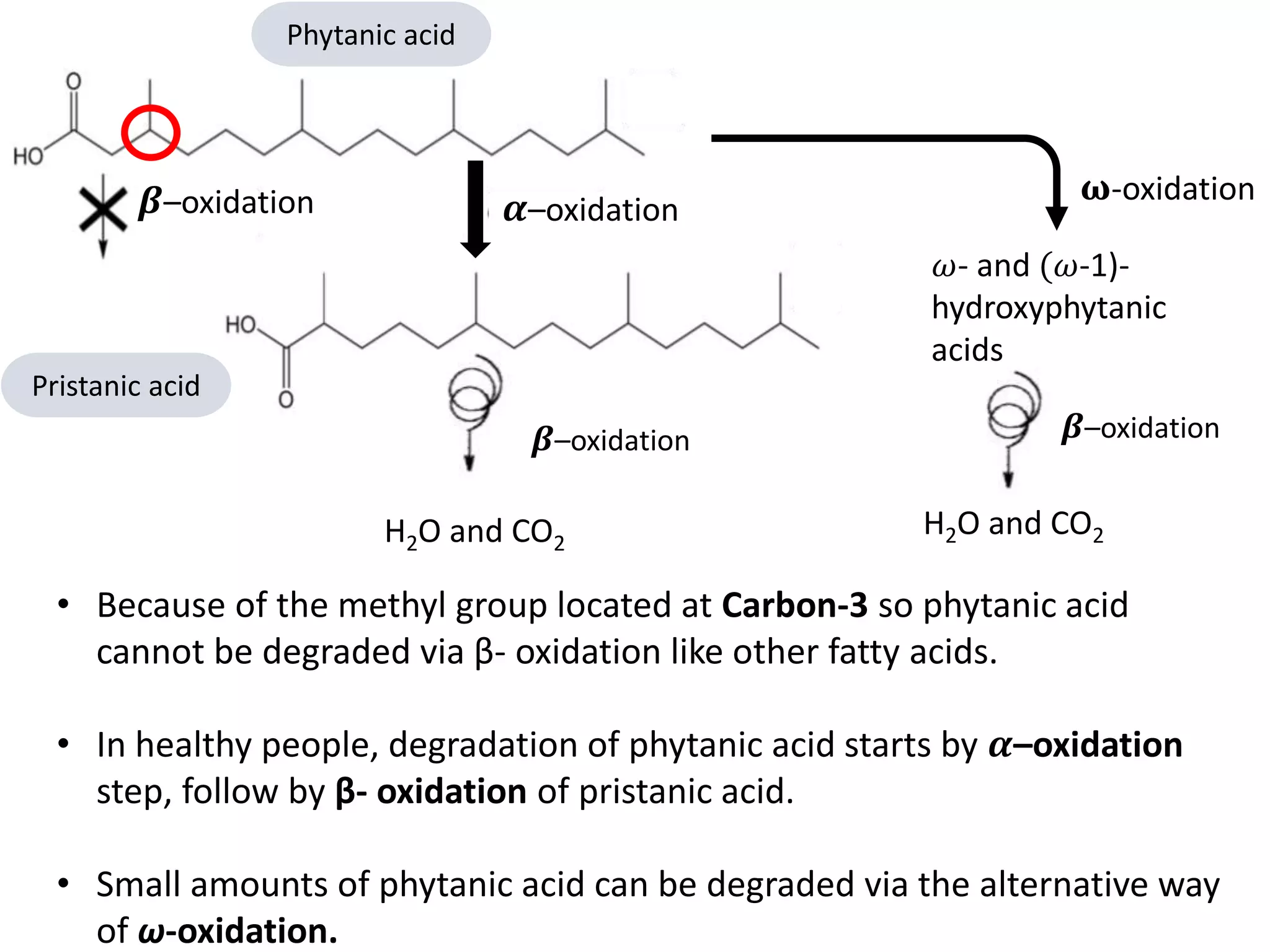 Phytanic Acid Pathway And Refsum Disease Ppt