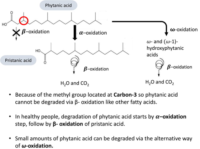Phytanic acid pathway and Refsum disease | PPTX