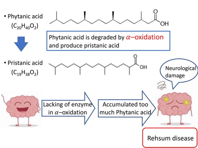Phytanic Acid Pathway And Refsum Disease Ppt
