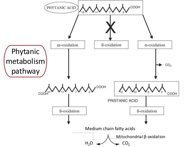 Phytanic acid pathway and Refsum disease