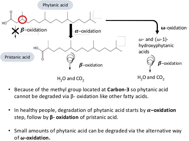 Phytanic Acid Pathway And Refsum Disease