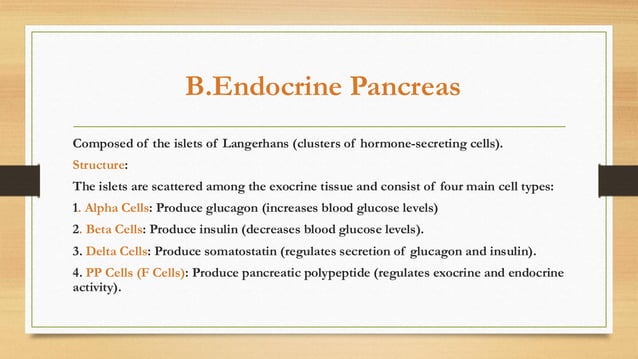 endocine gland Presentation (pancreas).pdf