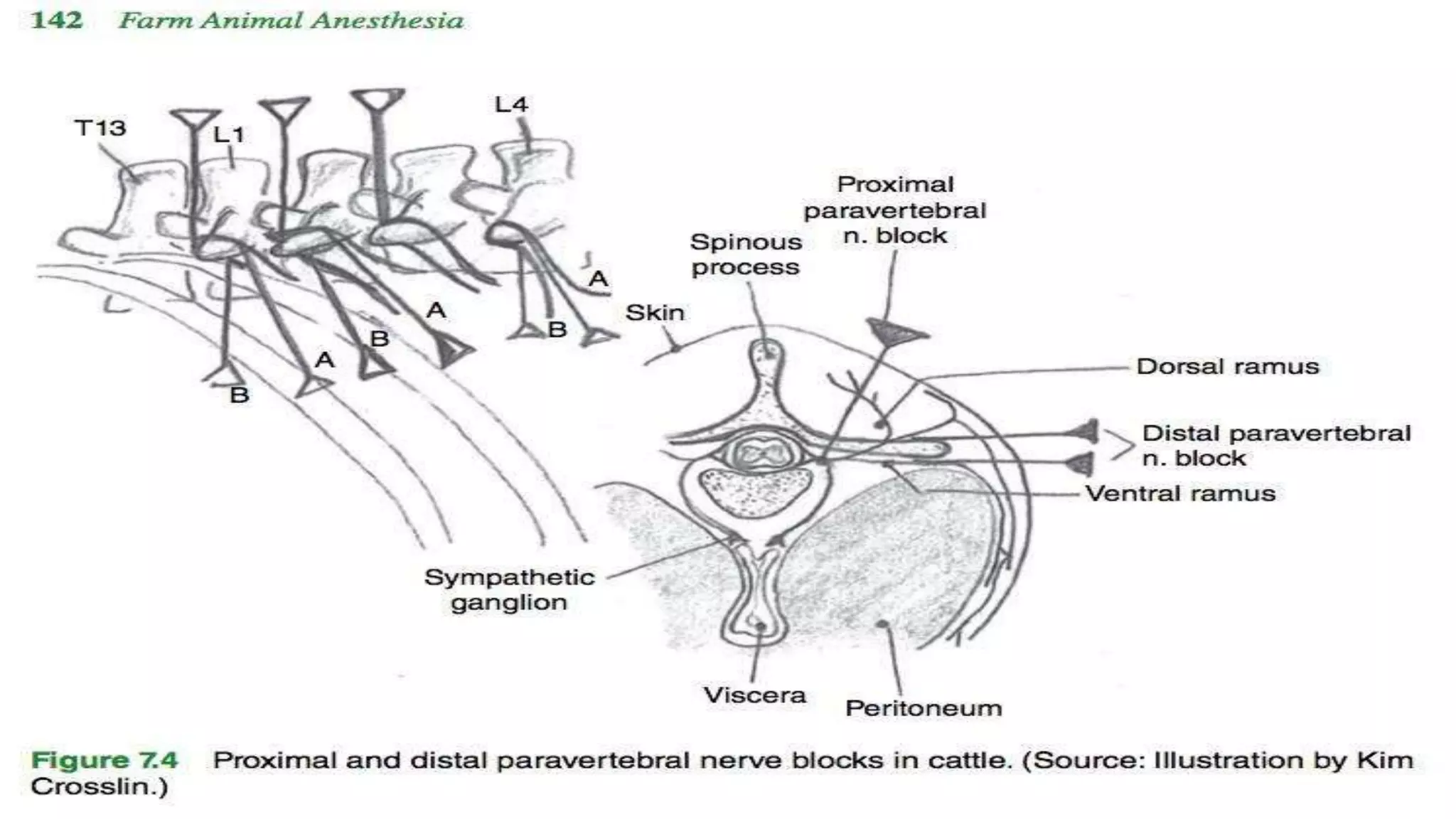 Paravertebral nerve block in animals | PPTX