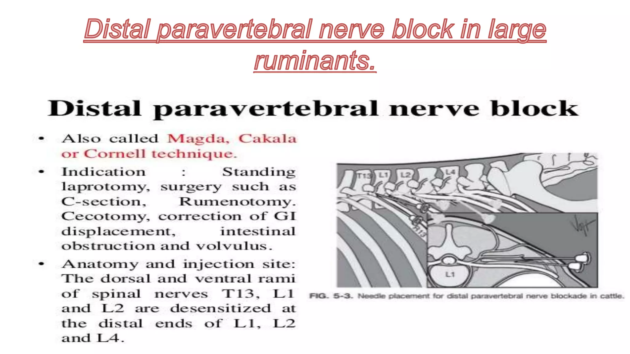 Paravertebral nerve block in animals | PPTX