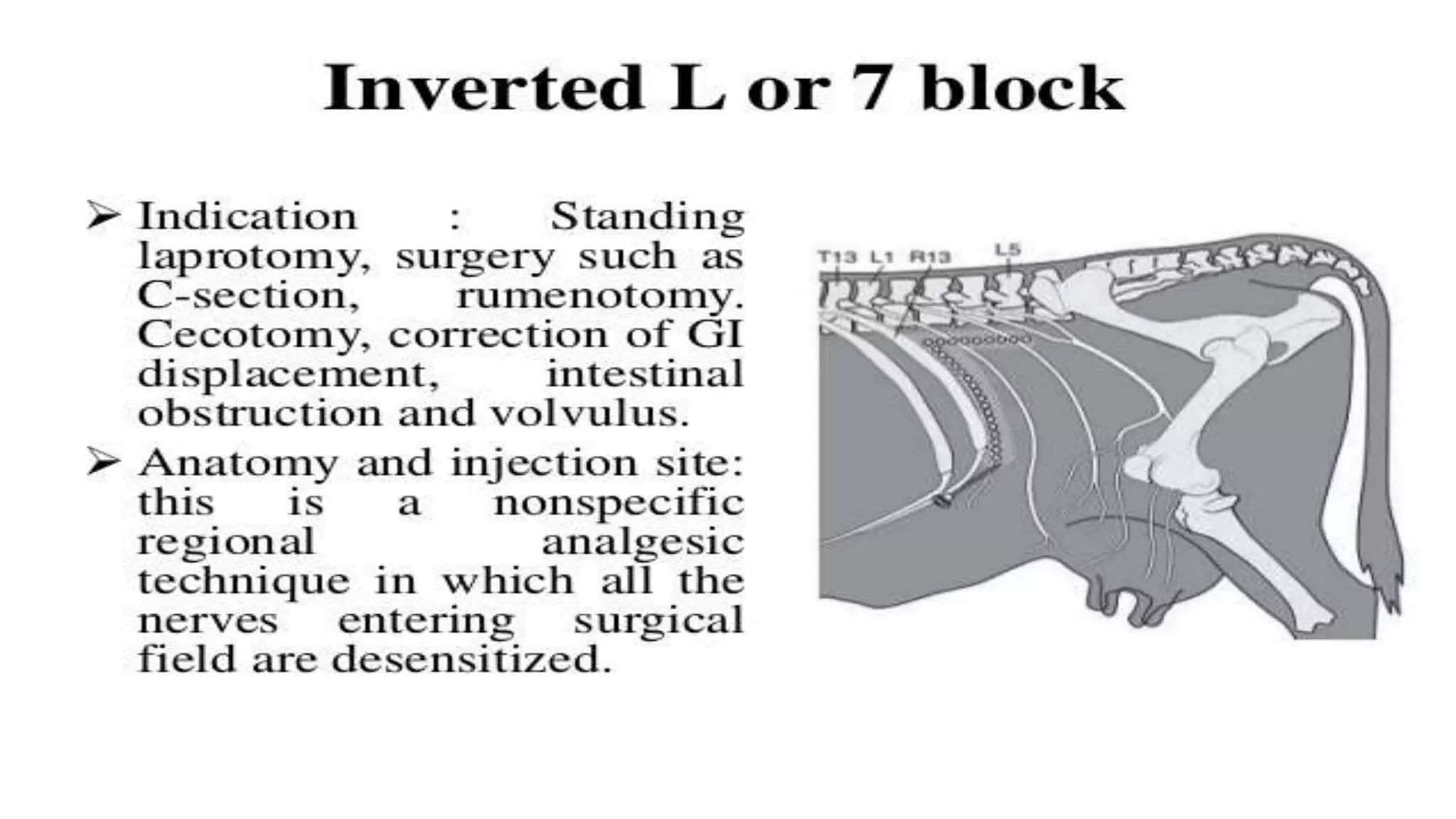 Paravertebral nerve block in animals | PPTX