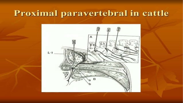 Paravertebral nerve block in animals | PPTX