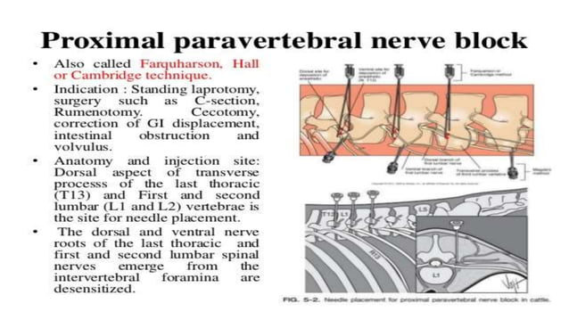 Paravertebral nerve block in animals | PPTX