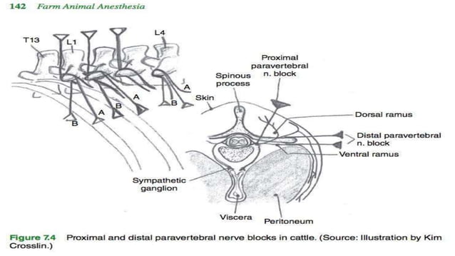 Paravertebral nerve block in animals | PPTX