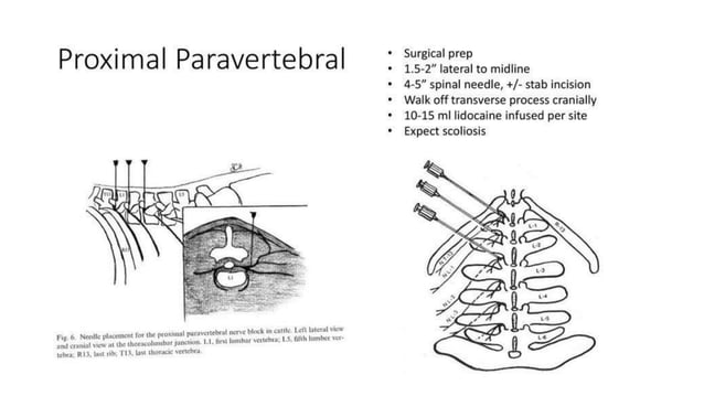 Paravertebral nerve block in animals | PPTX