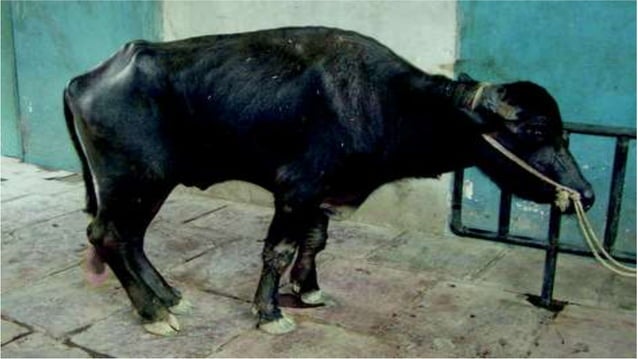 Paravertebral nerve block in animals | PPTX