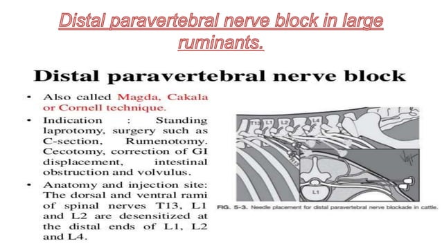 Paravertebral nerve block in animals | PPTX