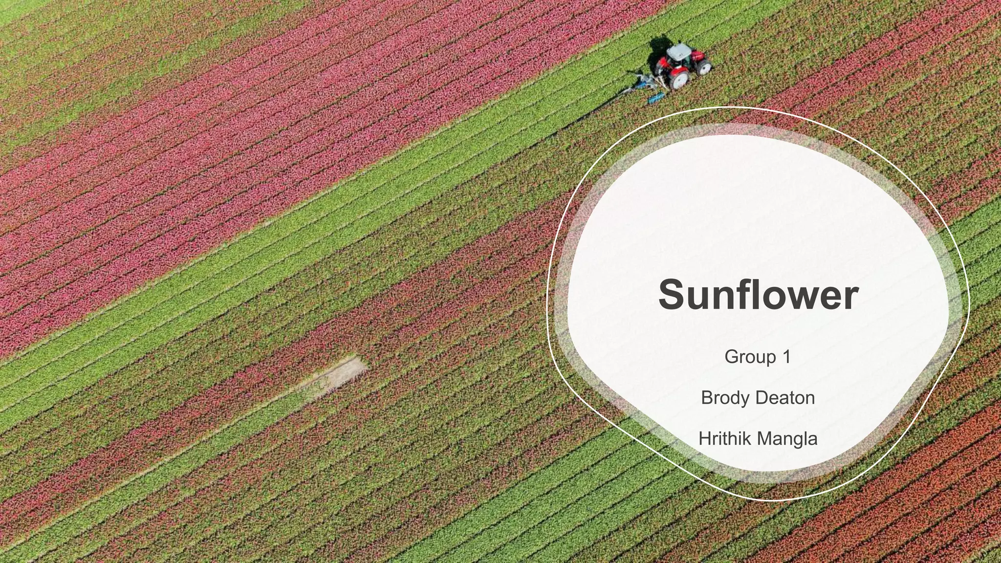 Sunflower breeding and current prospects | PPTX