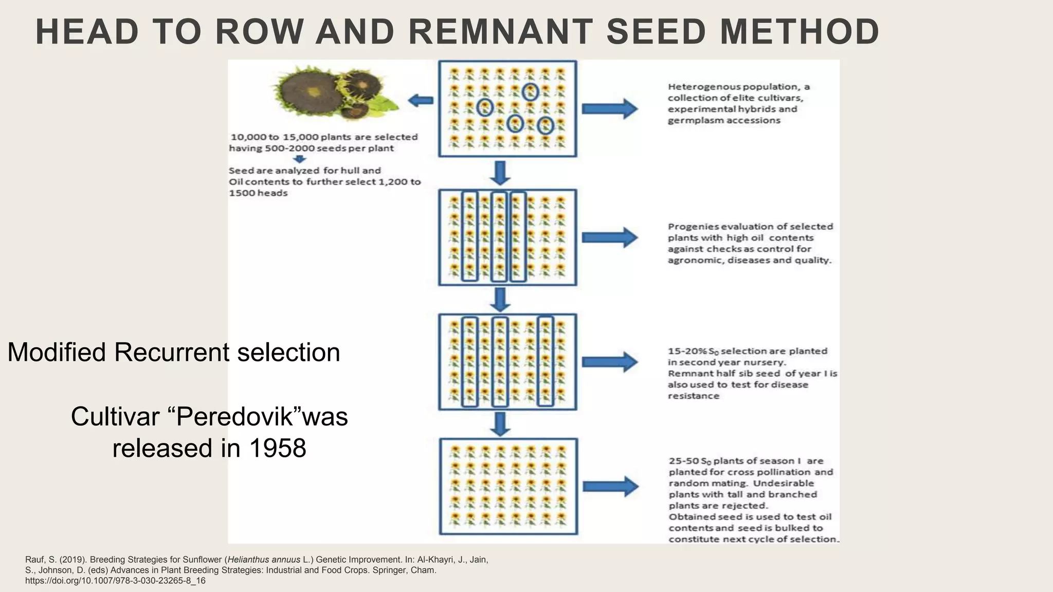 Sunflower breeding and current prospects | PPTX