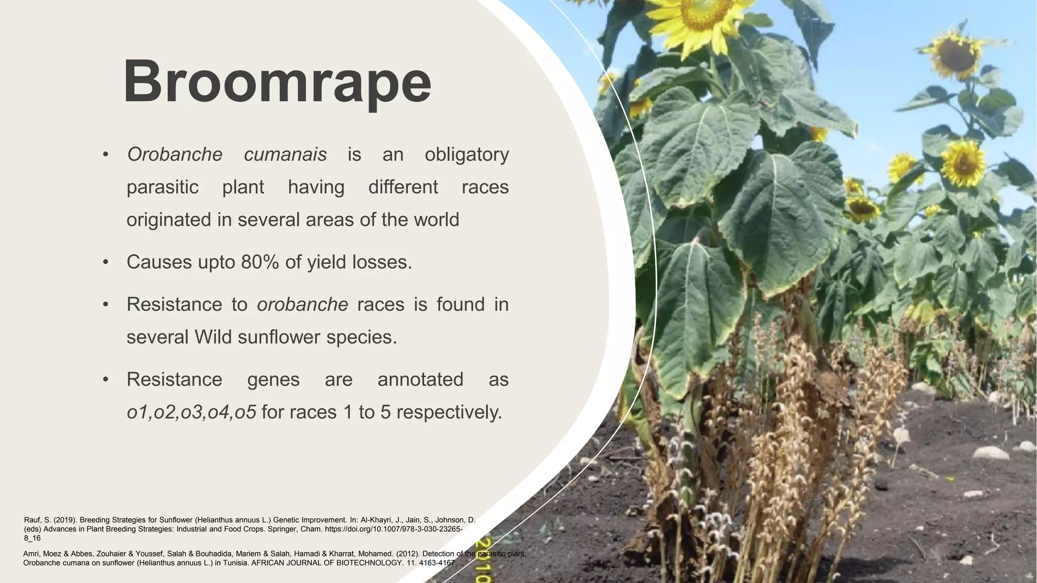 Sunflower breeding and current prospects | PPTX
