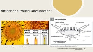 Sunflower breeding and current prospects | PPTX