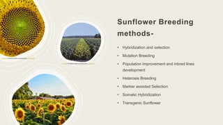 Sunflower breeding and current prospects | PPTX