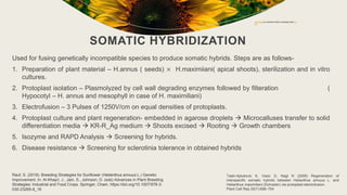 Sunflower breeding and current prospects | PPTX