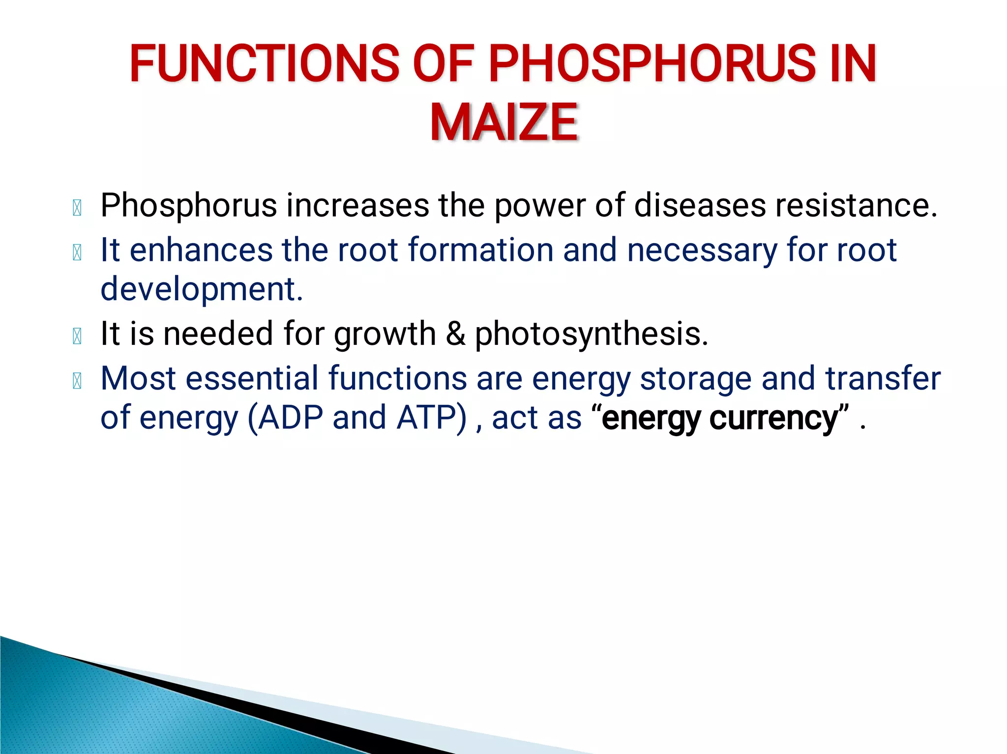 ROLE OF PHOSPHORUS ON THE YIELD AND YIELD COMPONENTS OF MAIZE | PDF