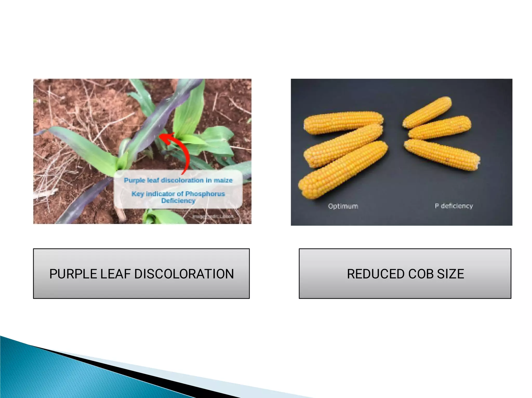 ROLE OF PHOSPHORUS ON THE YIELD AND YIELD COMPONENTS OF MAIZE | PDF