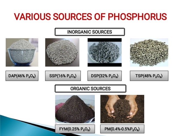 ROLE OF PHOSPHORUS ON THE YIELD AND YIELD COMPONENTS OF MAIZE | PPT