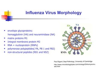 Lidiya Angelova-Duleva PhD thesis | PPT