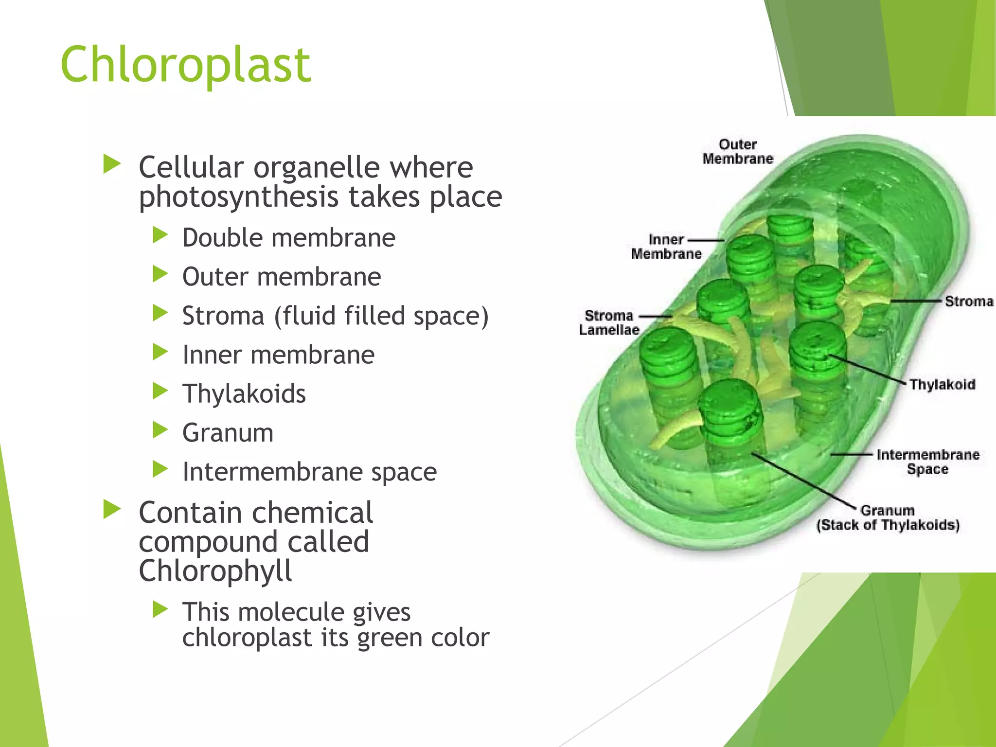Presentation photosynthesis | PPT