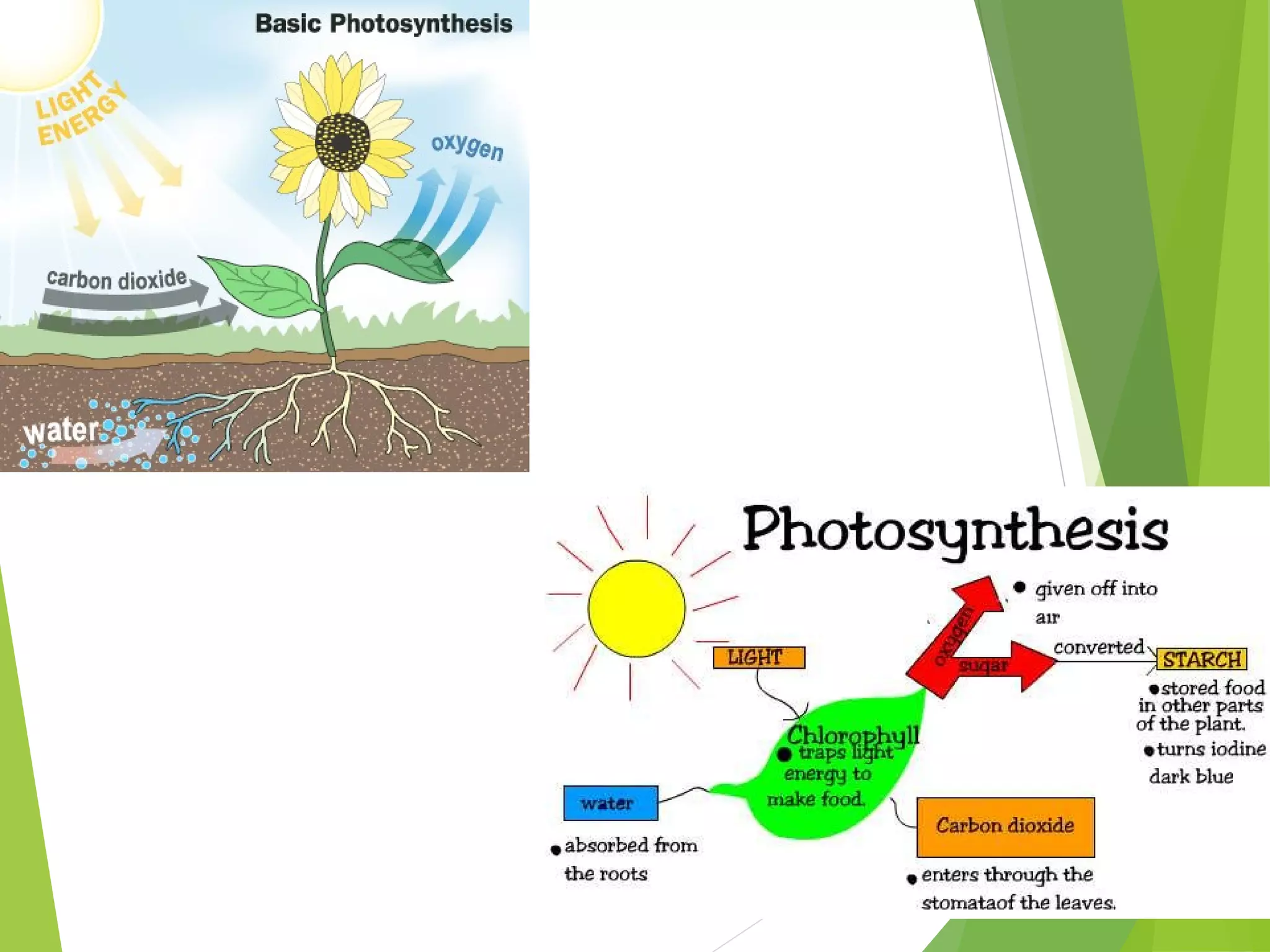 Presentation photosynthesis | PPT