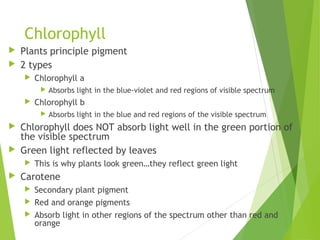 Presentation photosynthesis | PPT