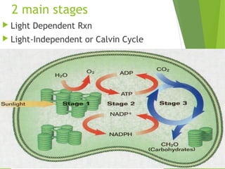 Presentation photosynthesis | PPT