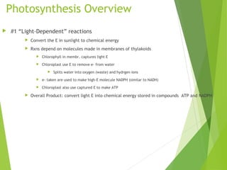 Presentation photosynthesis | PPT