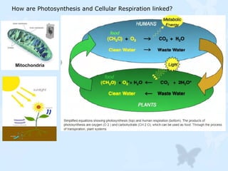 Presentation Photosynthesis Cellular Respiration.ppt
