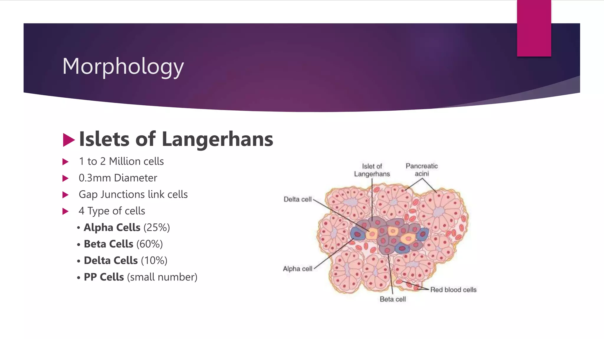 Morphology and Secretions of Pancreas | PPTX