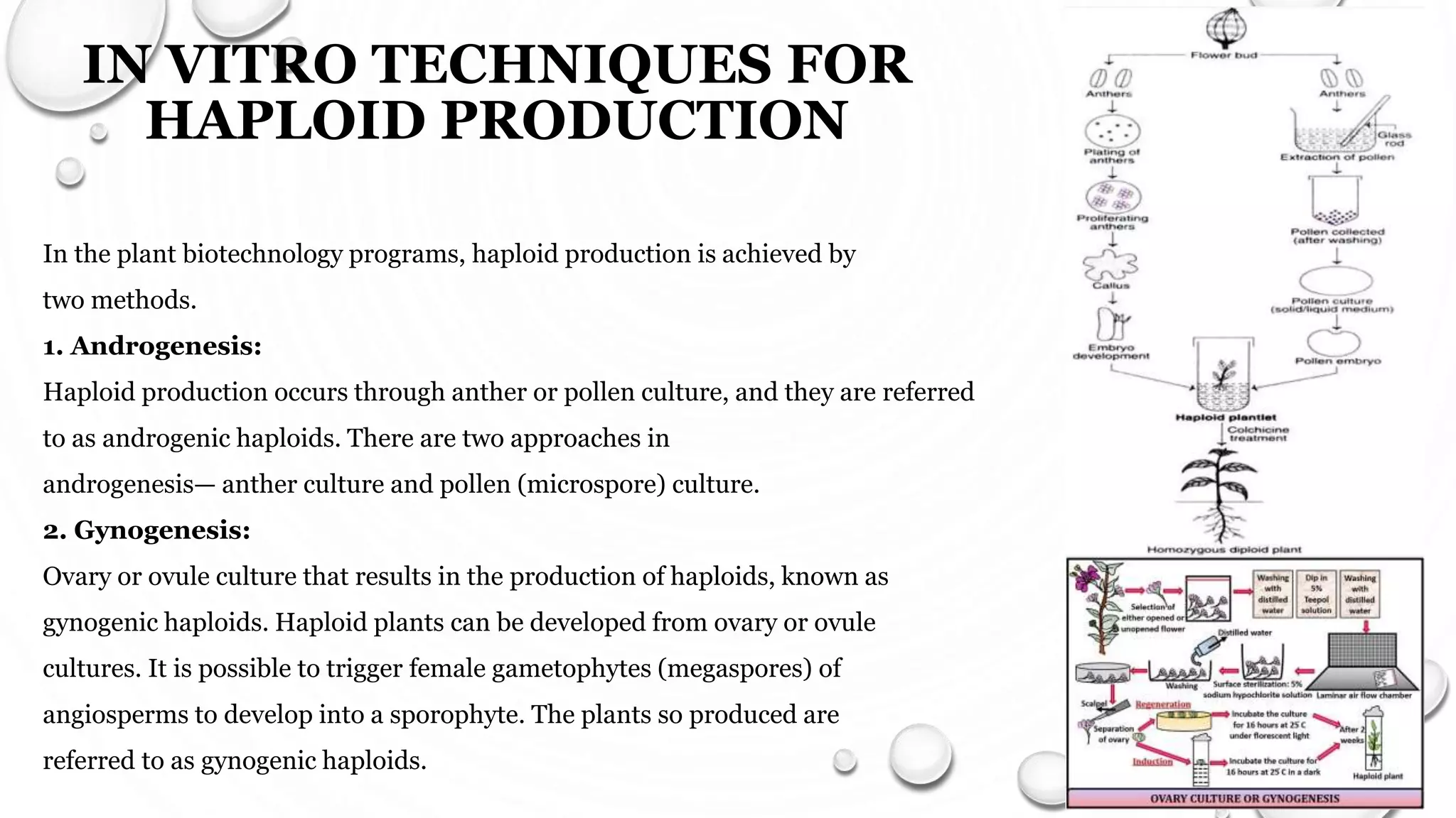 PRODUCTION OF HAPLOID PLANTS AND HOMOZYGOUS DIPLOID LINES | PPTX