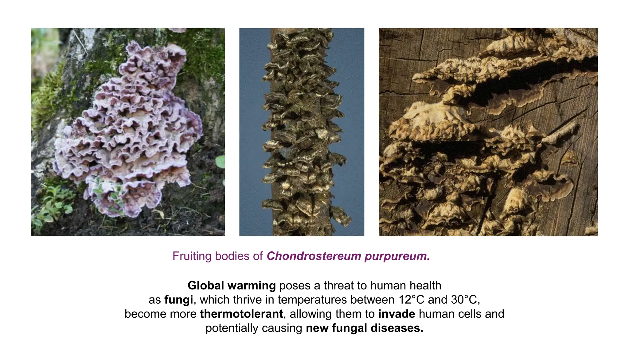 Presentation plant fungus Chondrostereum purpureum.pptx