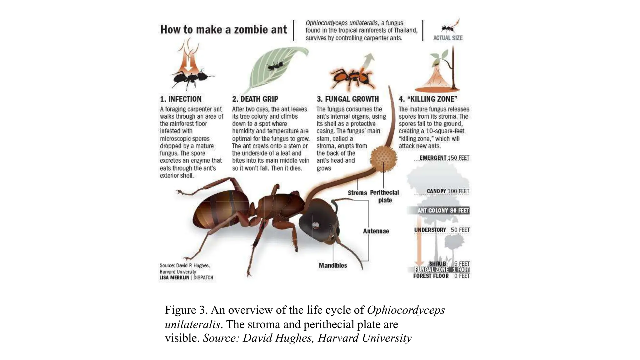 Presentation plant fungus Chondrostereum purpureum.pptx