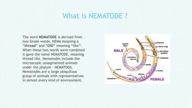 Plant parasitic nematode | PPTX | Biological Sciences | Science