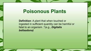 Presentation on some poisonous plants | PPTX