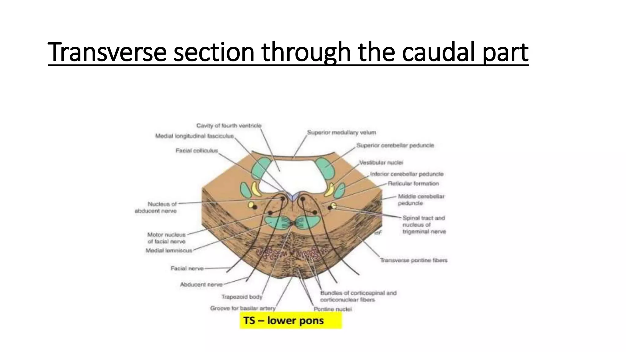 Presentation pons BRAIN | PPTX