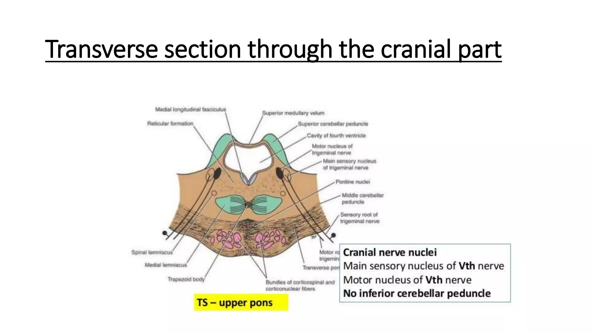 Presentation pons BRAIN | PPTX
