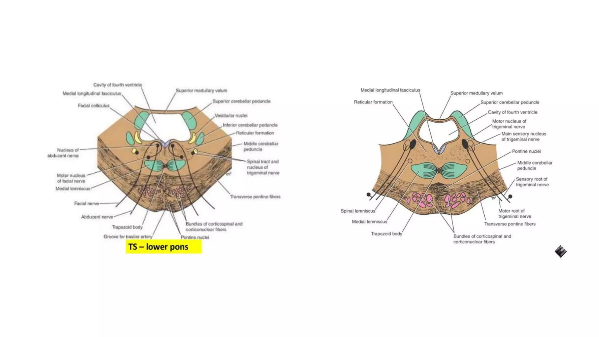 Presentation pons BRAIN | PPTX