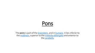 Presentation pons BRAIN | PPTX