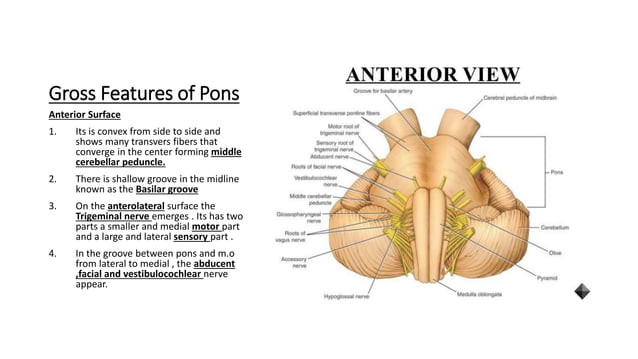 Presentation pons BRAIN | PPTX | Brain and Nervous System Disorders ...