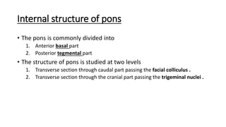 Presentation pons BRAIN | PPTX