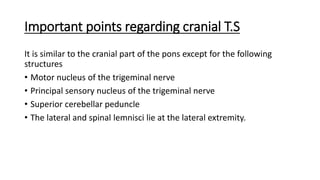 Presentation pons BRAIN | PPTX