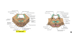 Presentation pons BRAIN | PPTX