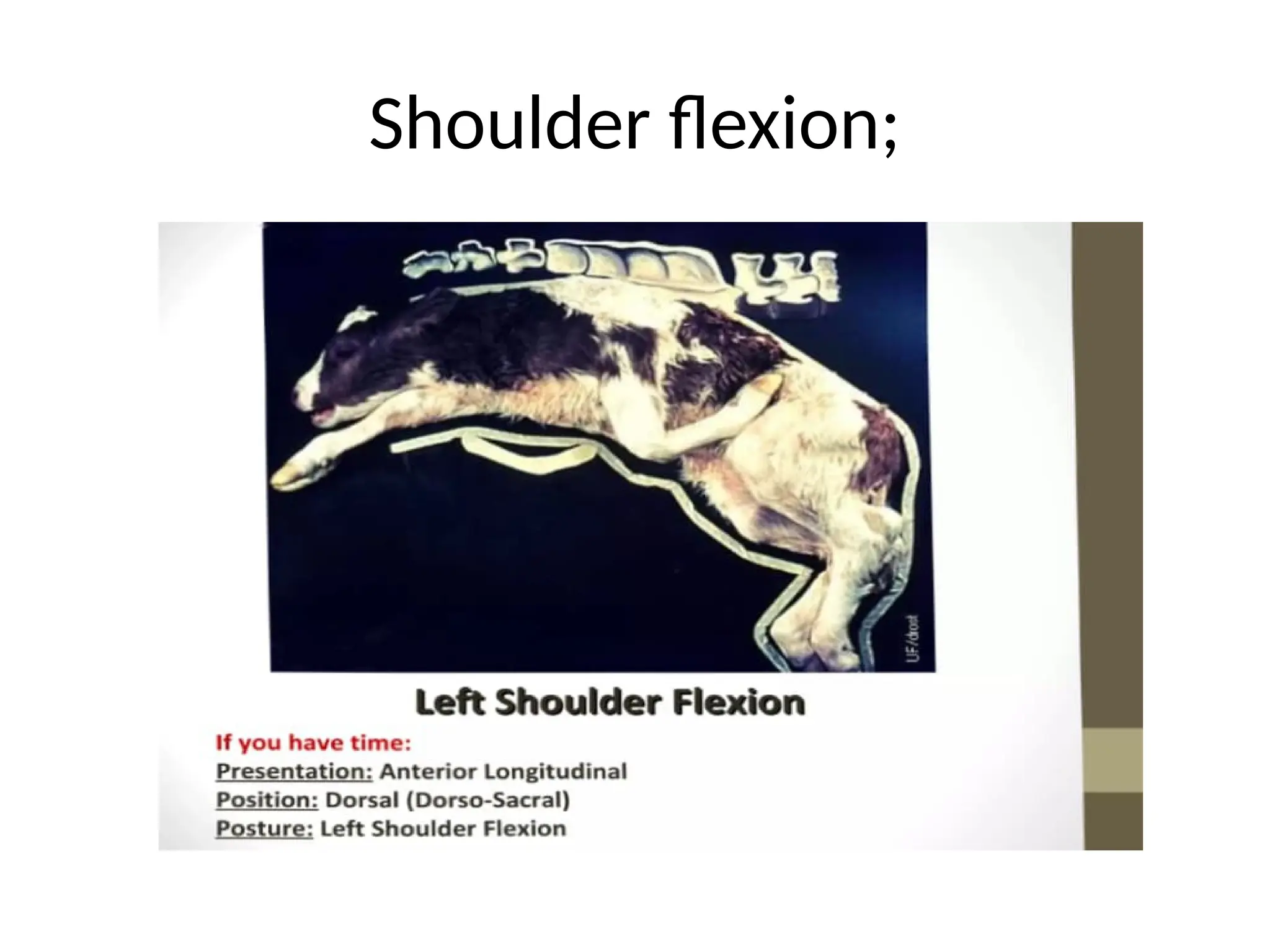 presentation,position,posture In Veterinary Obstetrics | PPTX